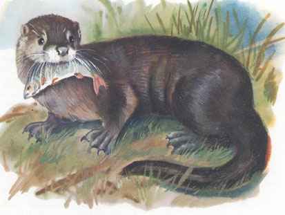 Az európai vidra lett a kedvenc – Alternativ Energia